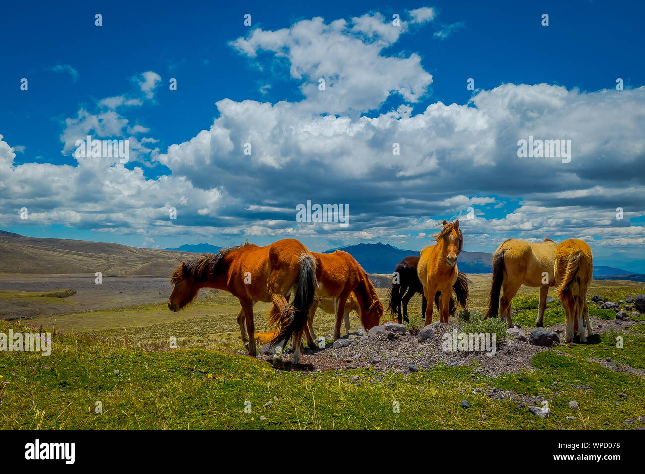 Horseback safari andes hi-res stock photography and images - Alamy