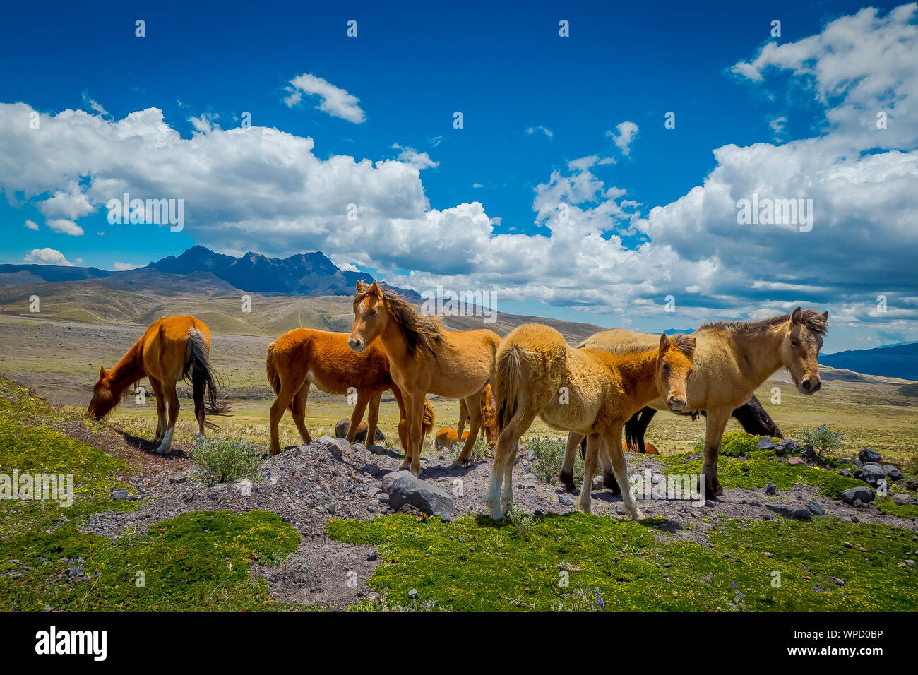 Horseback safari andes hi-res stock photography and images - Alamy
