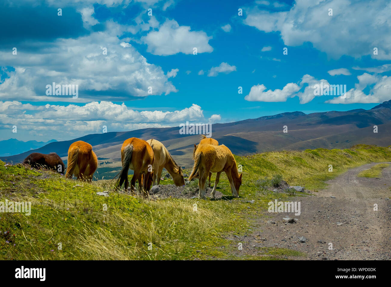 Wild horses in the Andes Mountains, wandering and grazing on fresh ...
