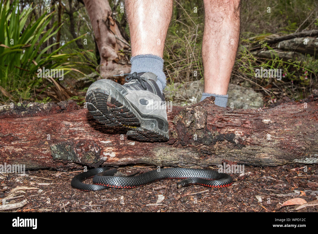 Stepping on to snake hi-res stock photography and images - Alamy