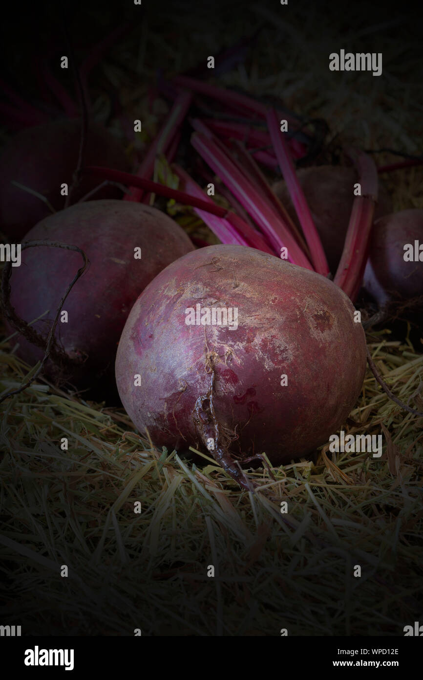 Beetroot, organic home grown, on a hay straw background. With lighting ...