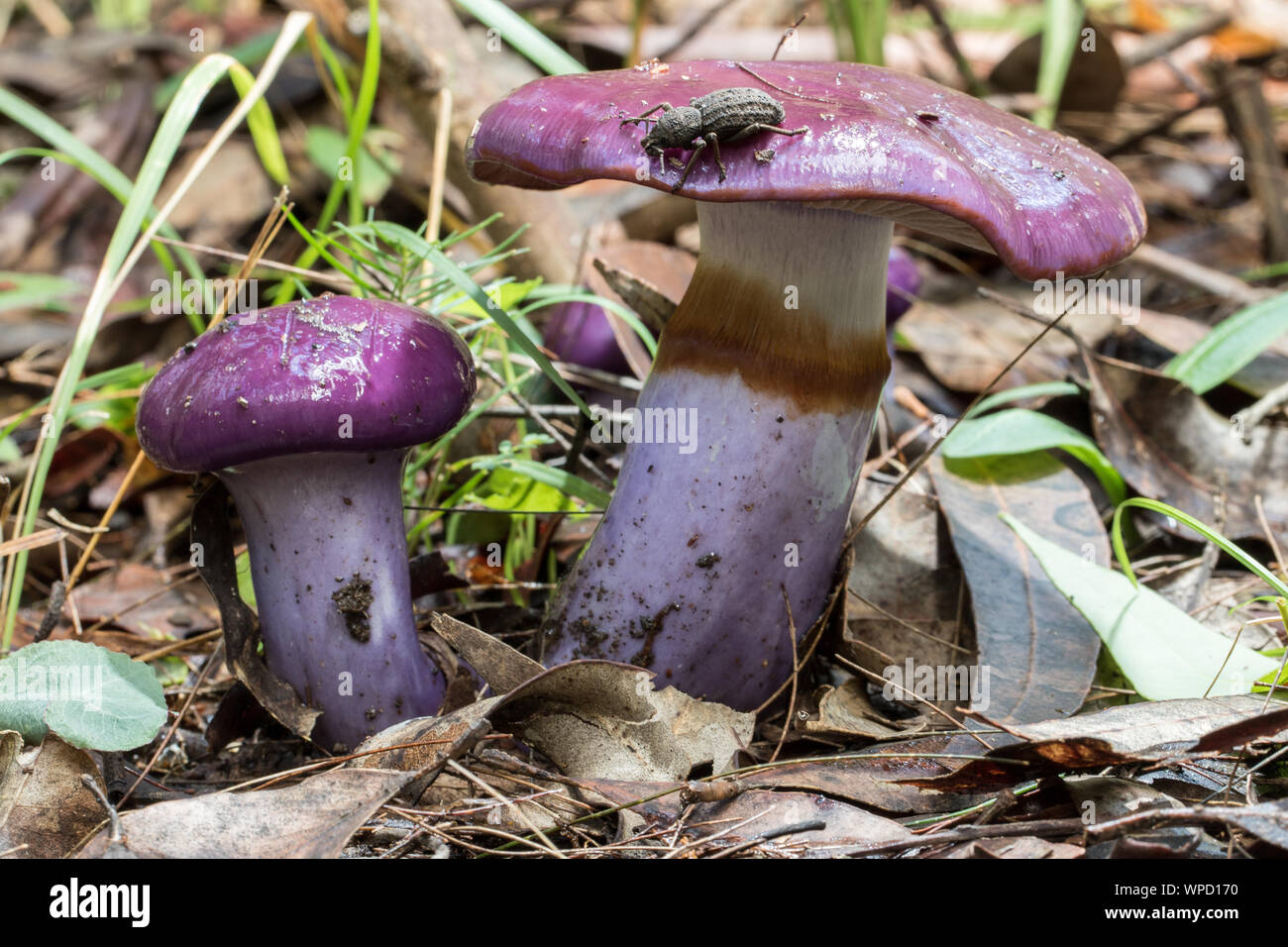 Purple fungi and weevil beetle Stock Photo - Alamy