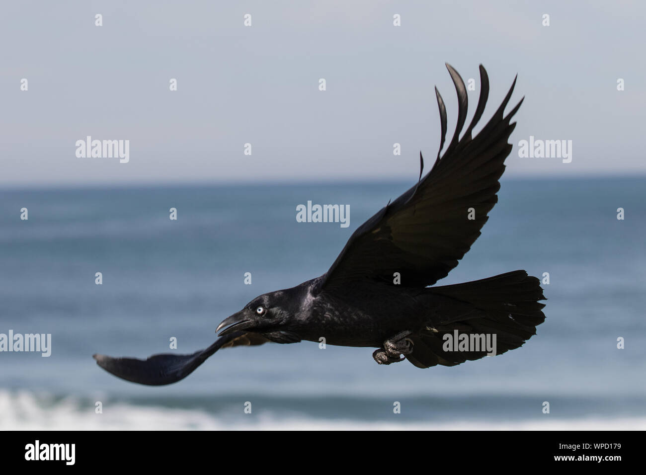 Australian Raven in flight Stock Photo - Alamy