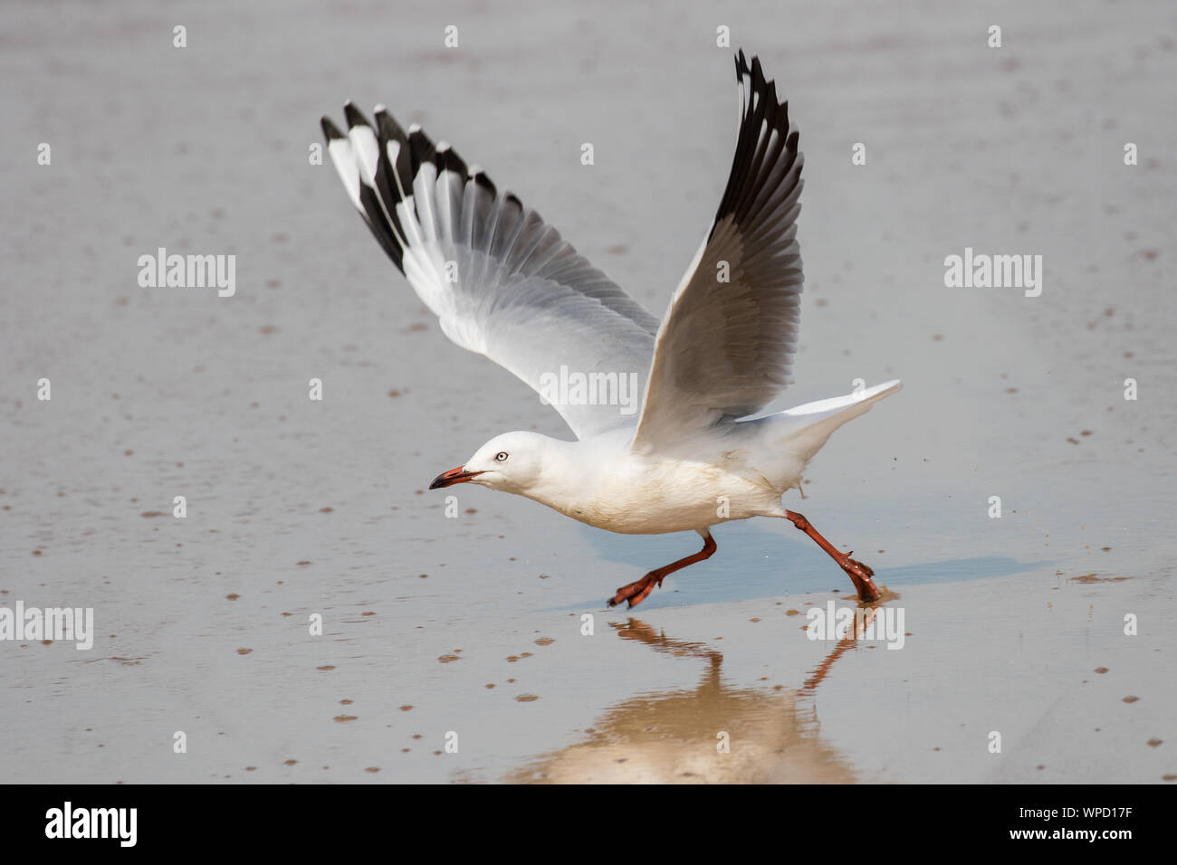 Silver gull flight australia hi-res stock photography and images - Alamy
