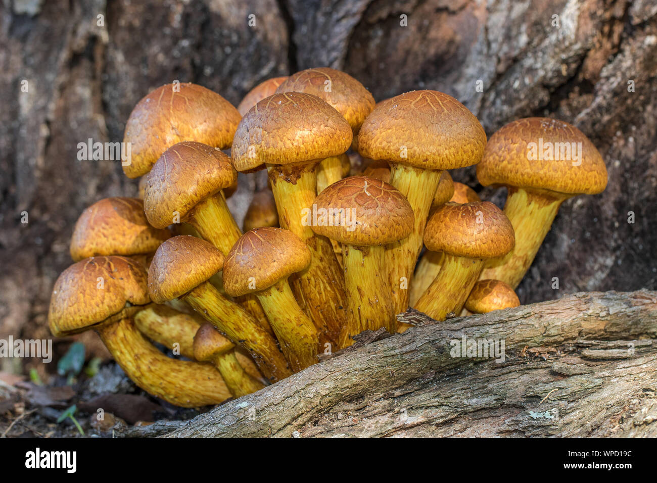 Fungi cluster growing at base of tree Stock Photo - Alamy