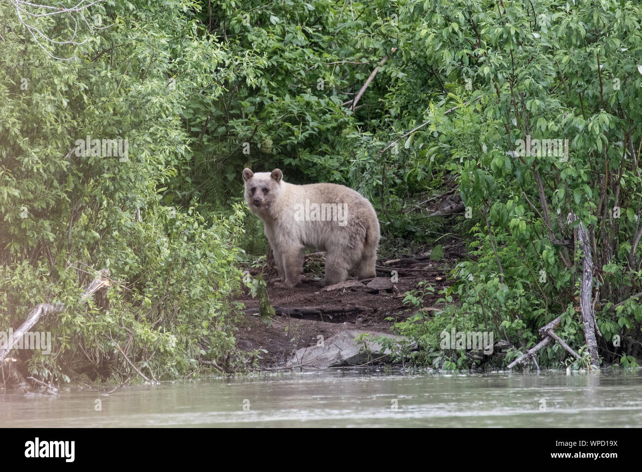Spirit Bear in Alaskan woods Stock Photo - Alamy