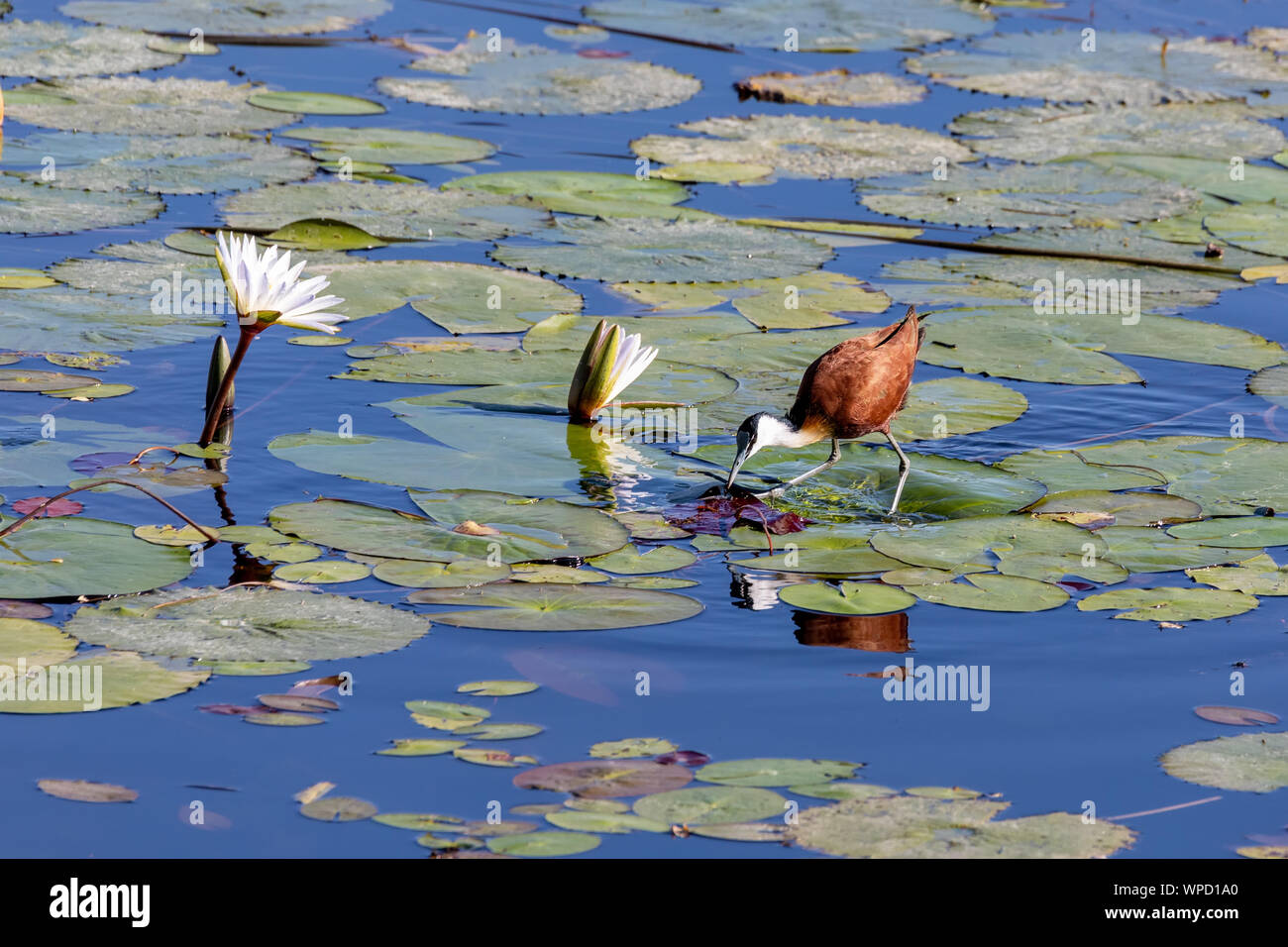 Namibia national flower hi-res stock photography and images - Alamy