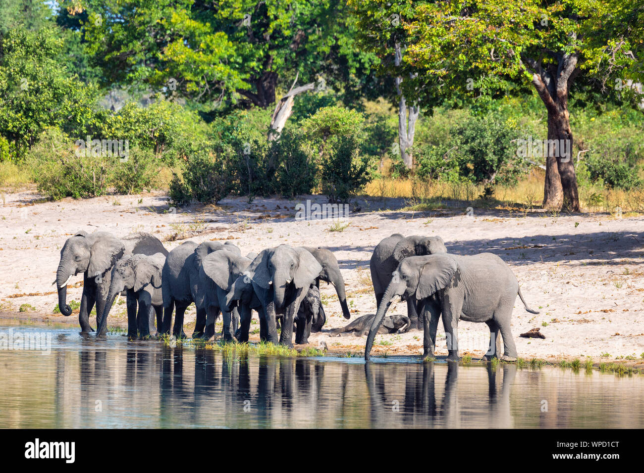 herd of African elephant with small babies, Loxodonta on waterhole in ...