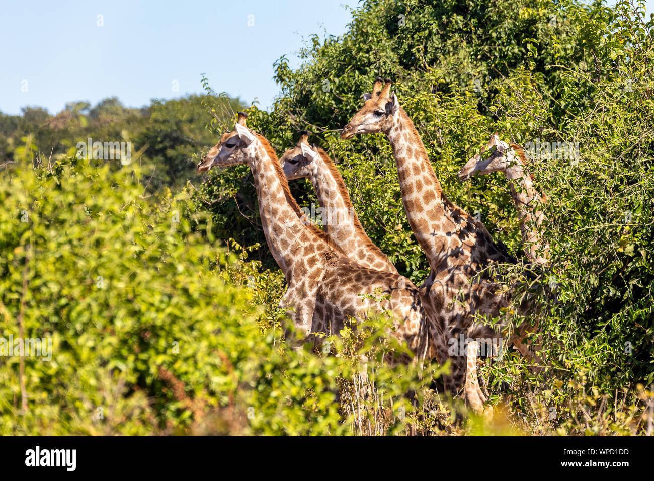 Group of south african giraffes are hidding in bush, Chobe National ...