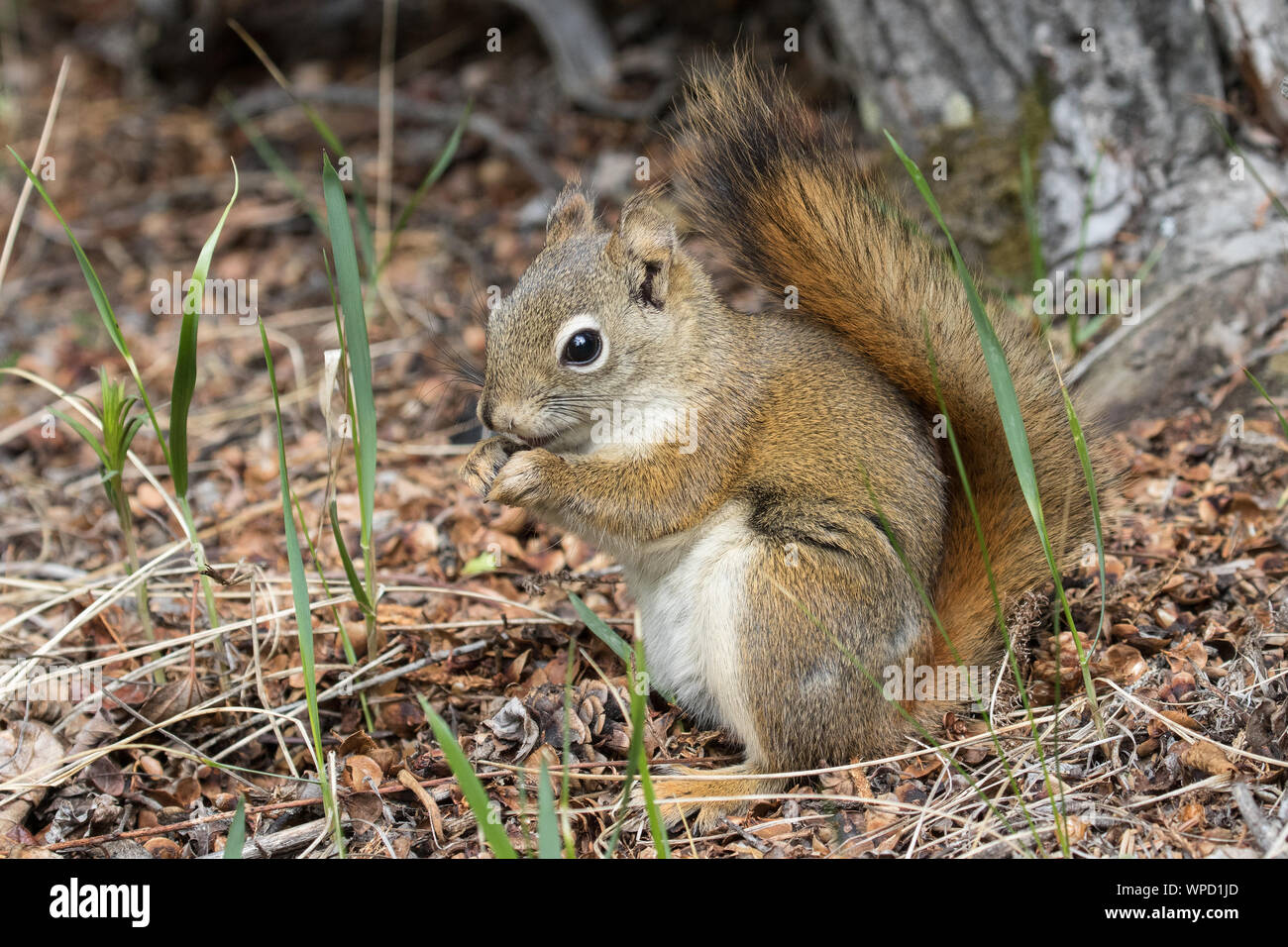 Alaska red squirrel hi-res stock photography and images - Alamy