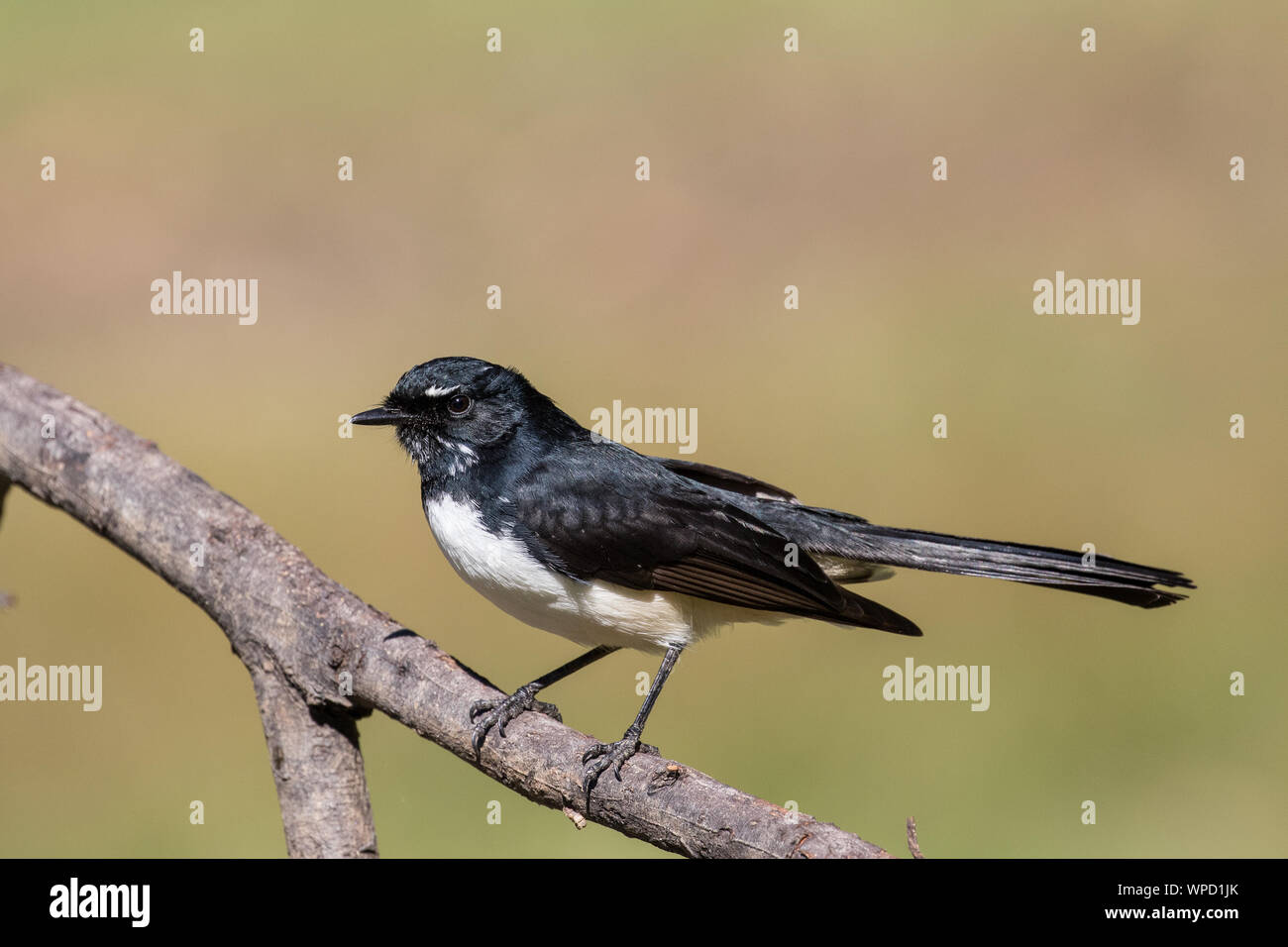 Australian Willie Wagtail bird resting on tree branch Stock Photo - Alamy