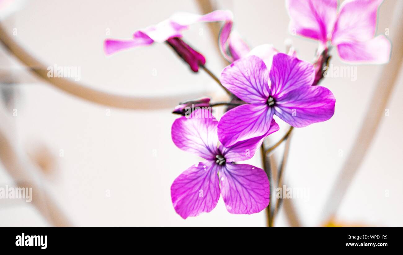 White flowers bouquet thin branches hi-res stock photography and images ...