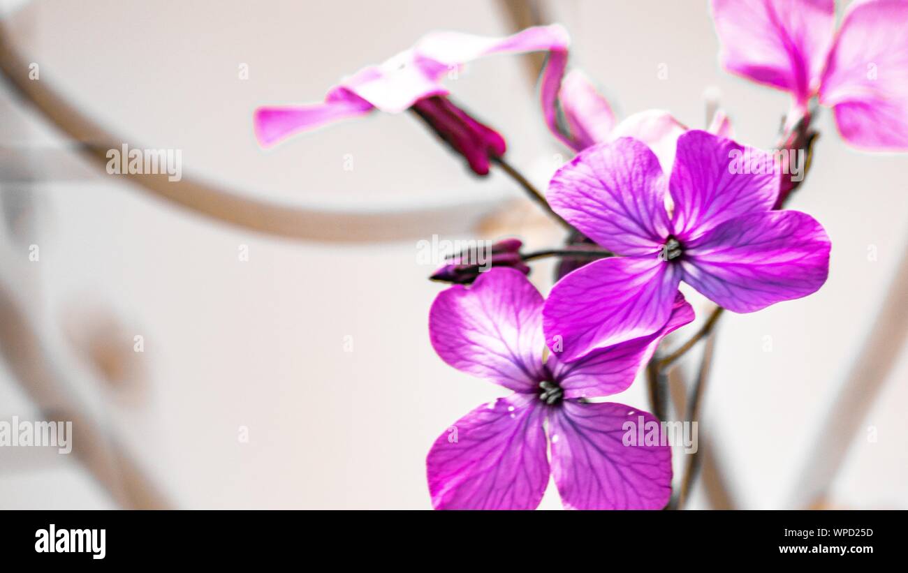 White flowers bouquet thin branches hi-res stock photography and images ...