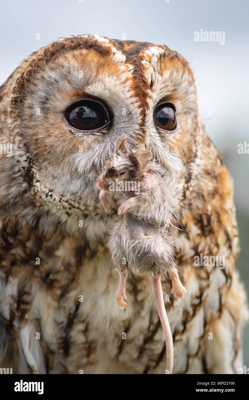Owl and mouse hi-res stock photography and images - Alamy