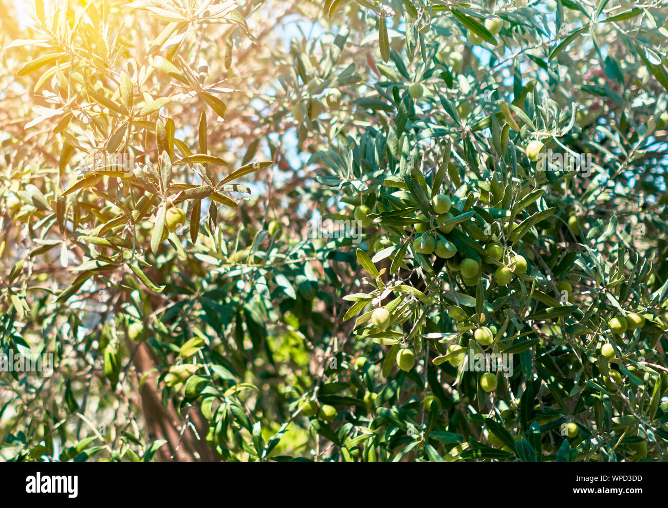 Healthy olive hi-res stock photography and images - Alamy
