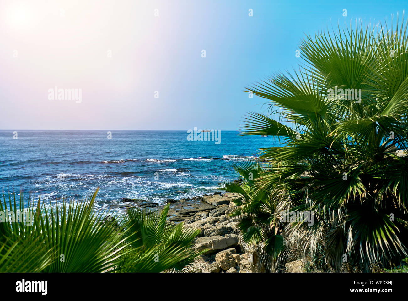 beautiful sea shore with palm trees Stock Photo - Alamy