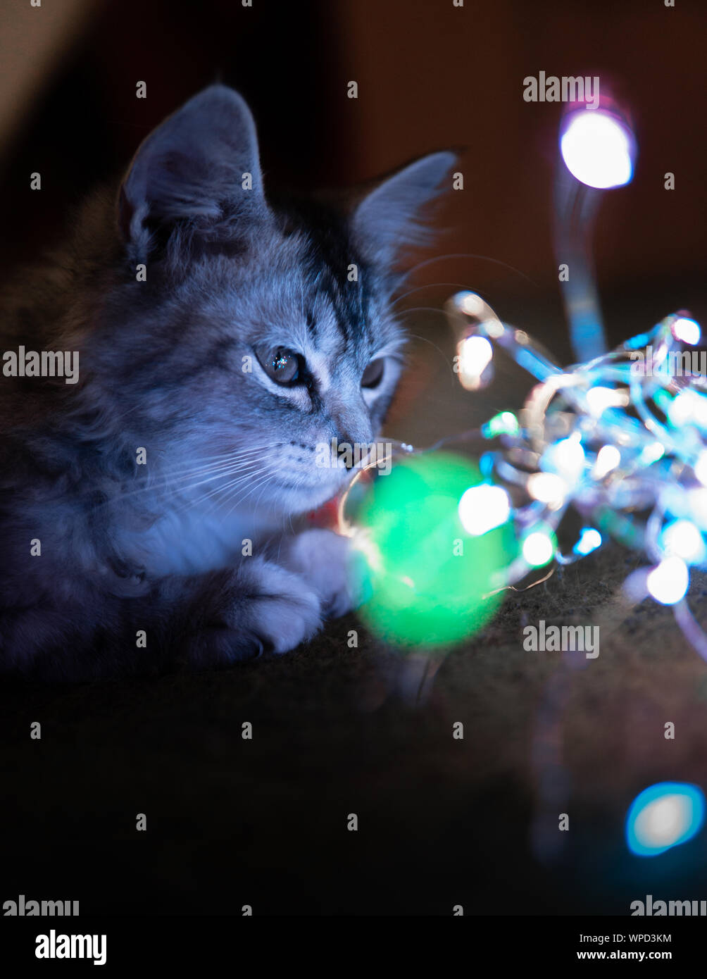 Cat Starring at a light Stock Photo - Alamy