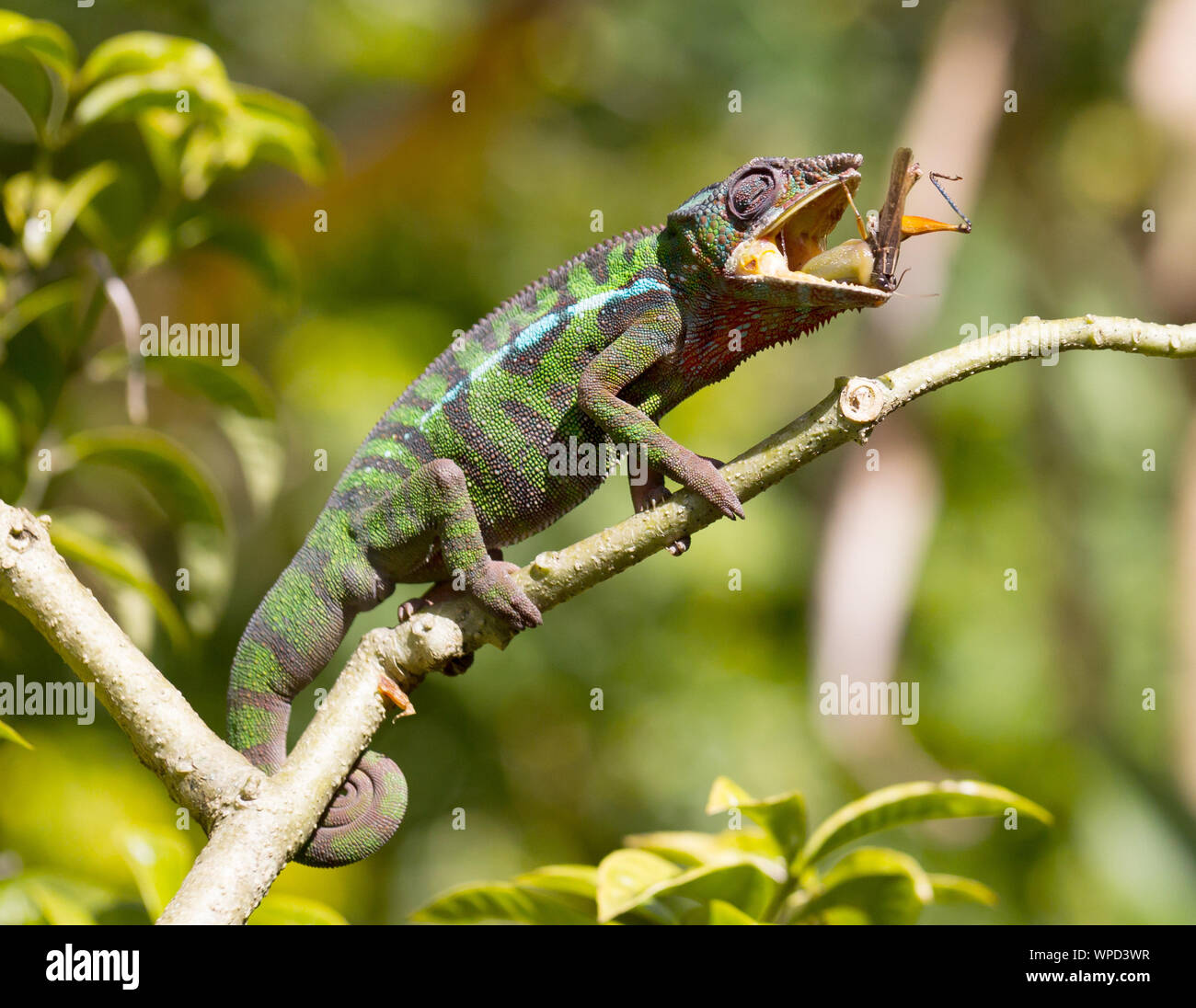 Panther chameleon hunting hi-res stock photography and images - Alamy