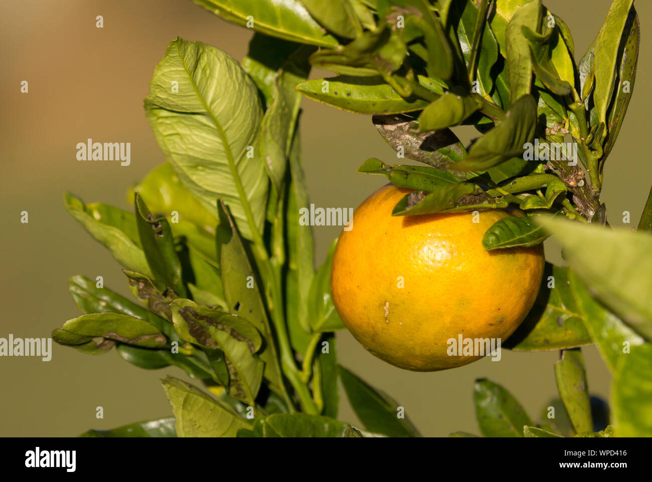 Ripe orange tree growing in central Madagascar, Africa Stock Photo - Alamy
