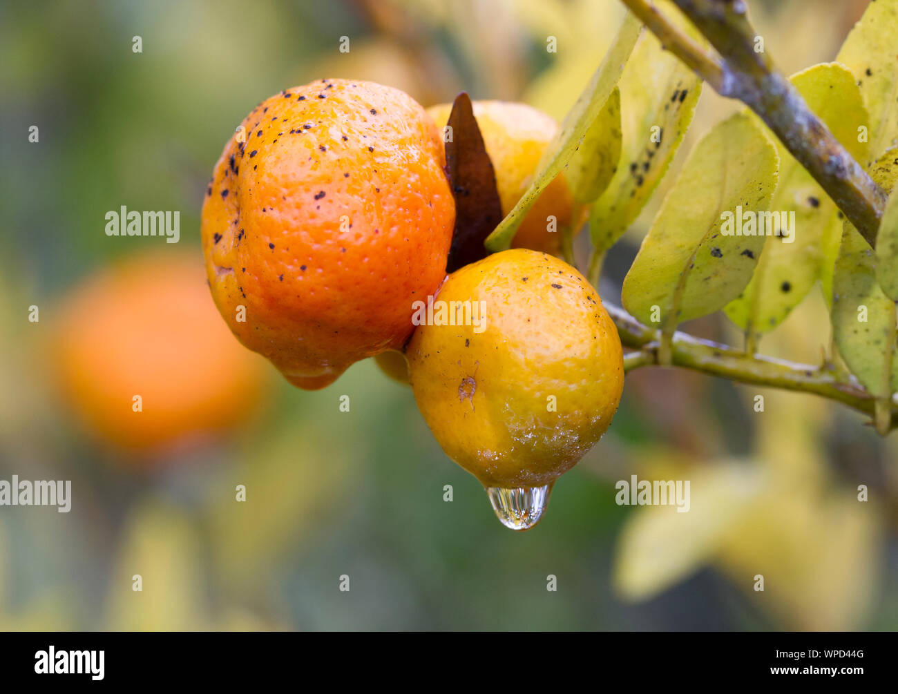 Ripe mandarin tree growing in central Madagascar, Africa Stock Photo ...