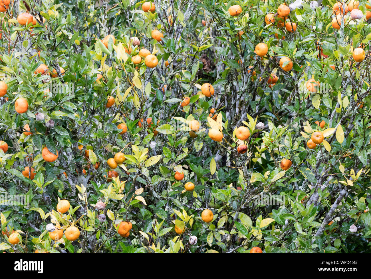 Ripe mandarin tree growing in central Madagascar, Africa Stock Photo ...