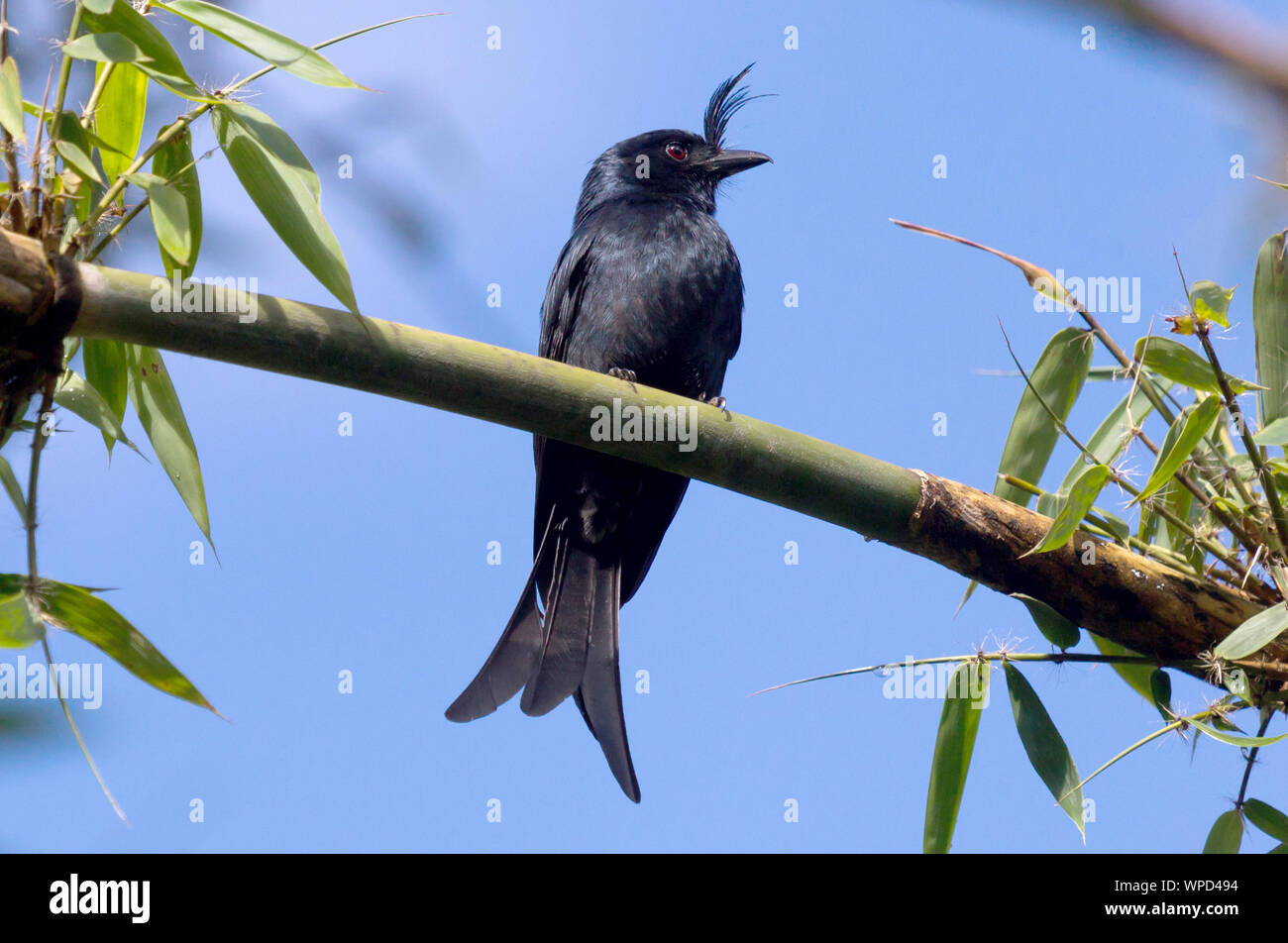 Crested Drongo (Dicrurus forficatus) in the jungle of Madagascar Stock ...