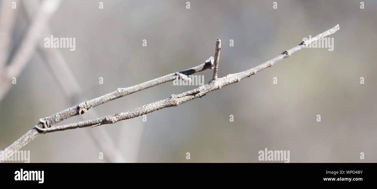 Stick Insect Madagascar High Resolution Stock Photography and Images ...