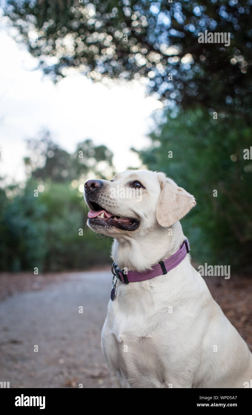 Cream labrador hi-res stock photography and images - Alamy