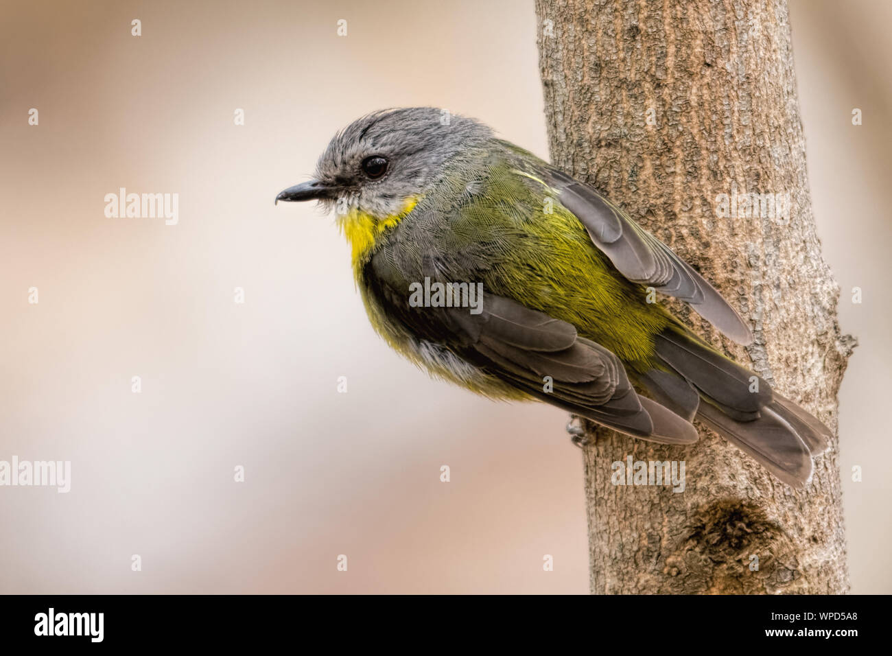 Eastern Yellow Robin (Eopsaltria australis), Woodlands Historic Park ...