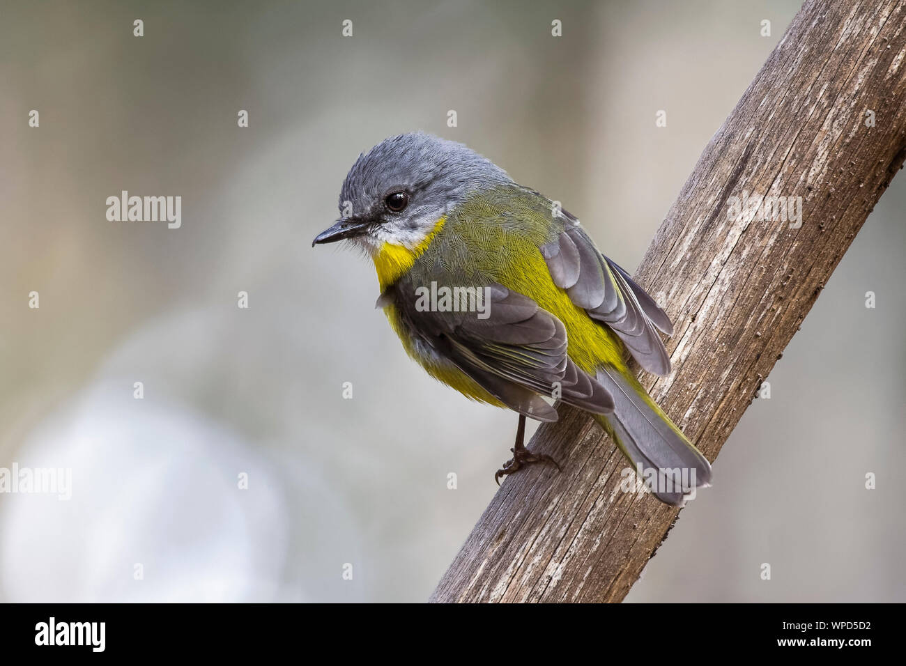 Eastern Yellow Robin (Eopsaltria australis), Woodlands Historic Park ...