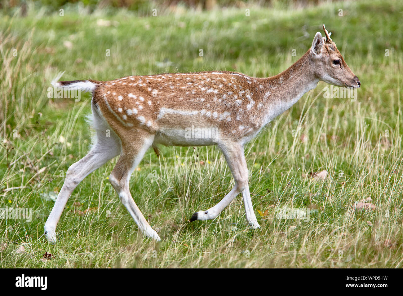 The deer located around Knole house in Knole Park a 1,000-acre (400 ...