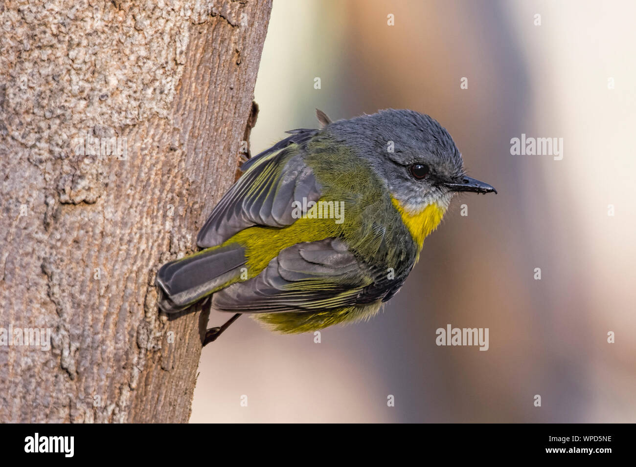 Eastern Yellow Robin (Eopsaltria australis), Woodlands Historic Park ...