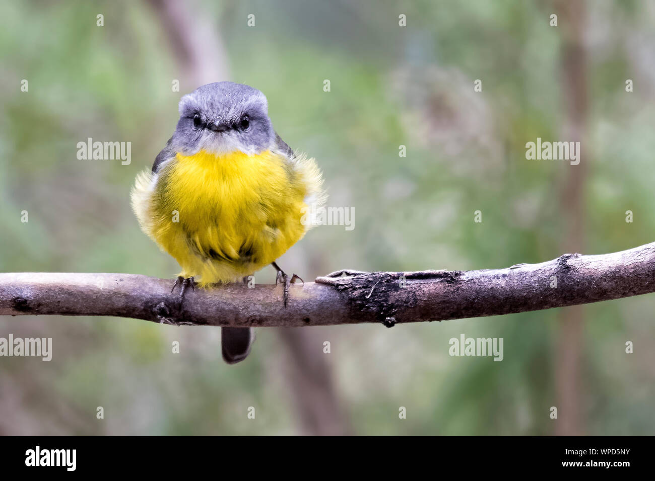 Eastern Yellow Robin (Eopsaltria australis), Anglesea, Victoria Stock ...