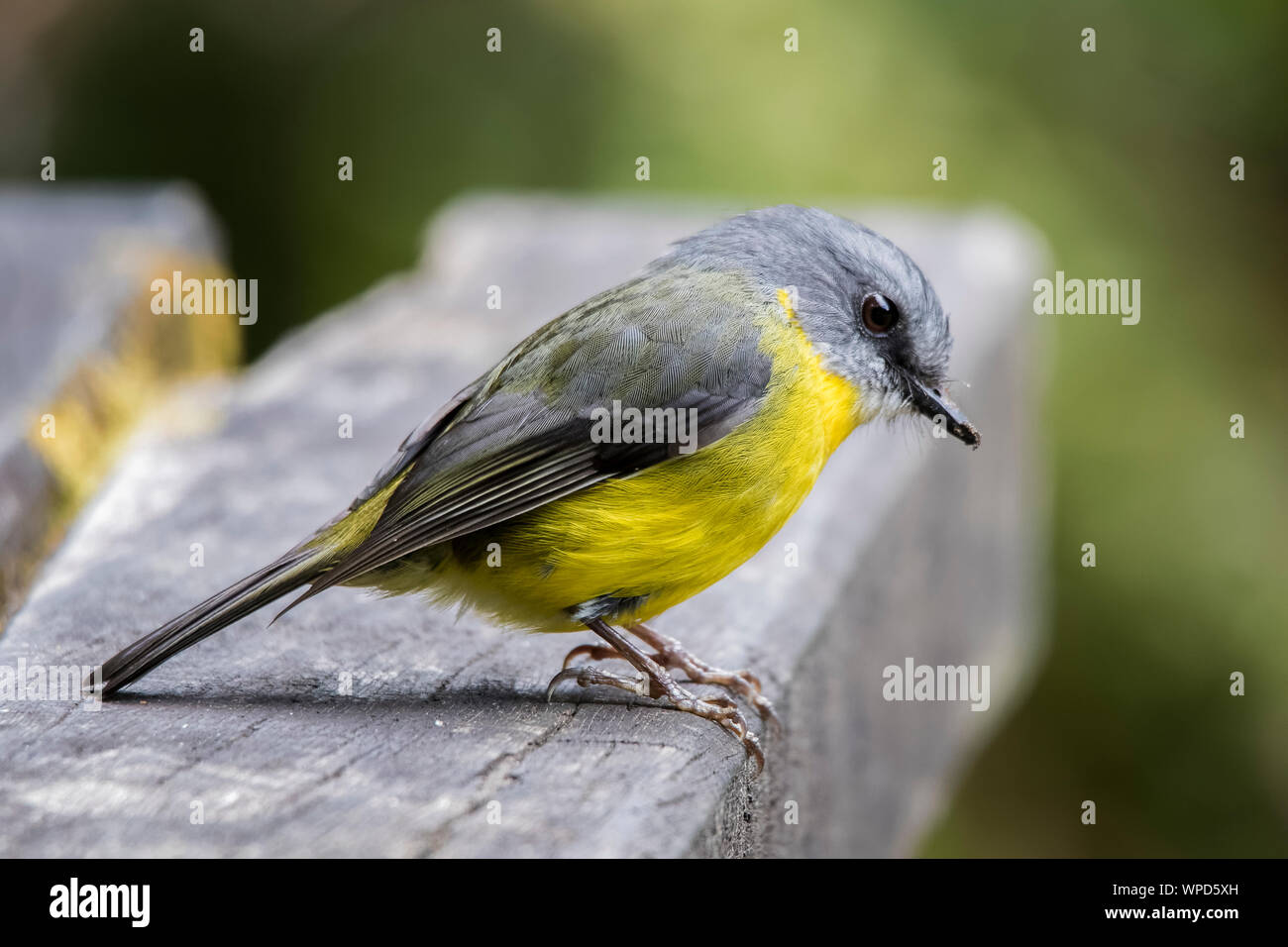 Eastern Yellow Robin (Eopsaltria australis), Otway Ranges, Victoria ...