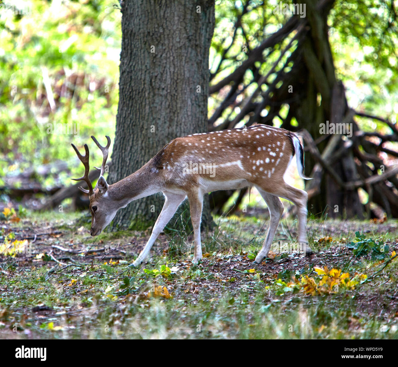 The deer located around Knole house in Knole Park a 1,000-acre (400 ...