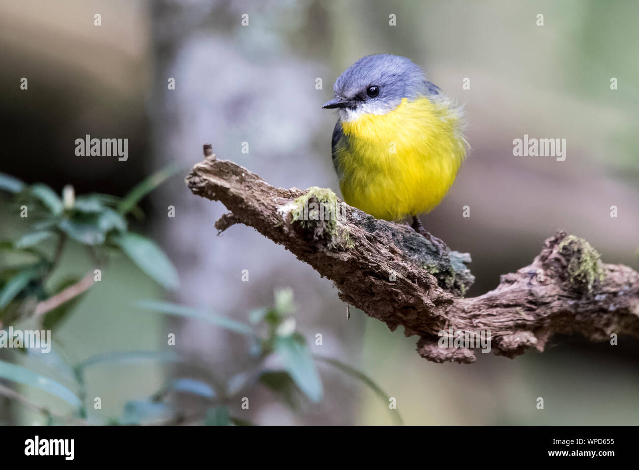 Eastern yellow robin hi-res stock photography and images - Alamy