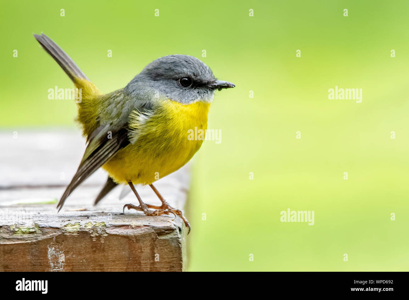 Eastern Yellow Robin (Eopsaltria australis), Otway Ranges, Victoria ...