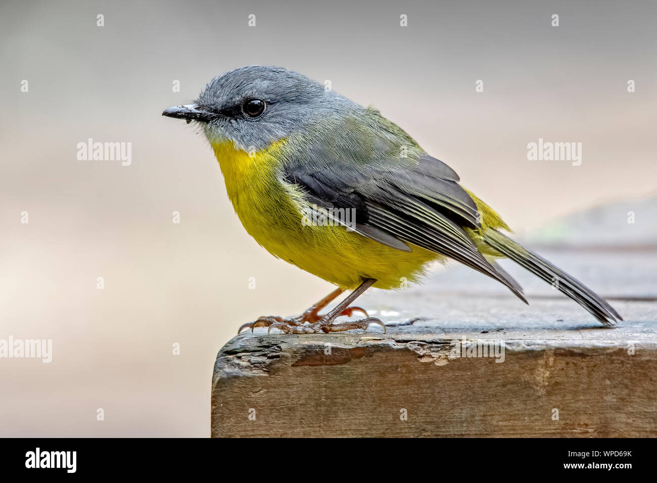 Eastern Yellow Robin (Eopsaltria australis), Otway Ranges, Victoria ...