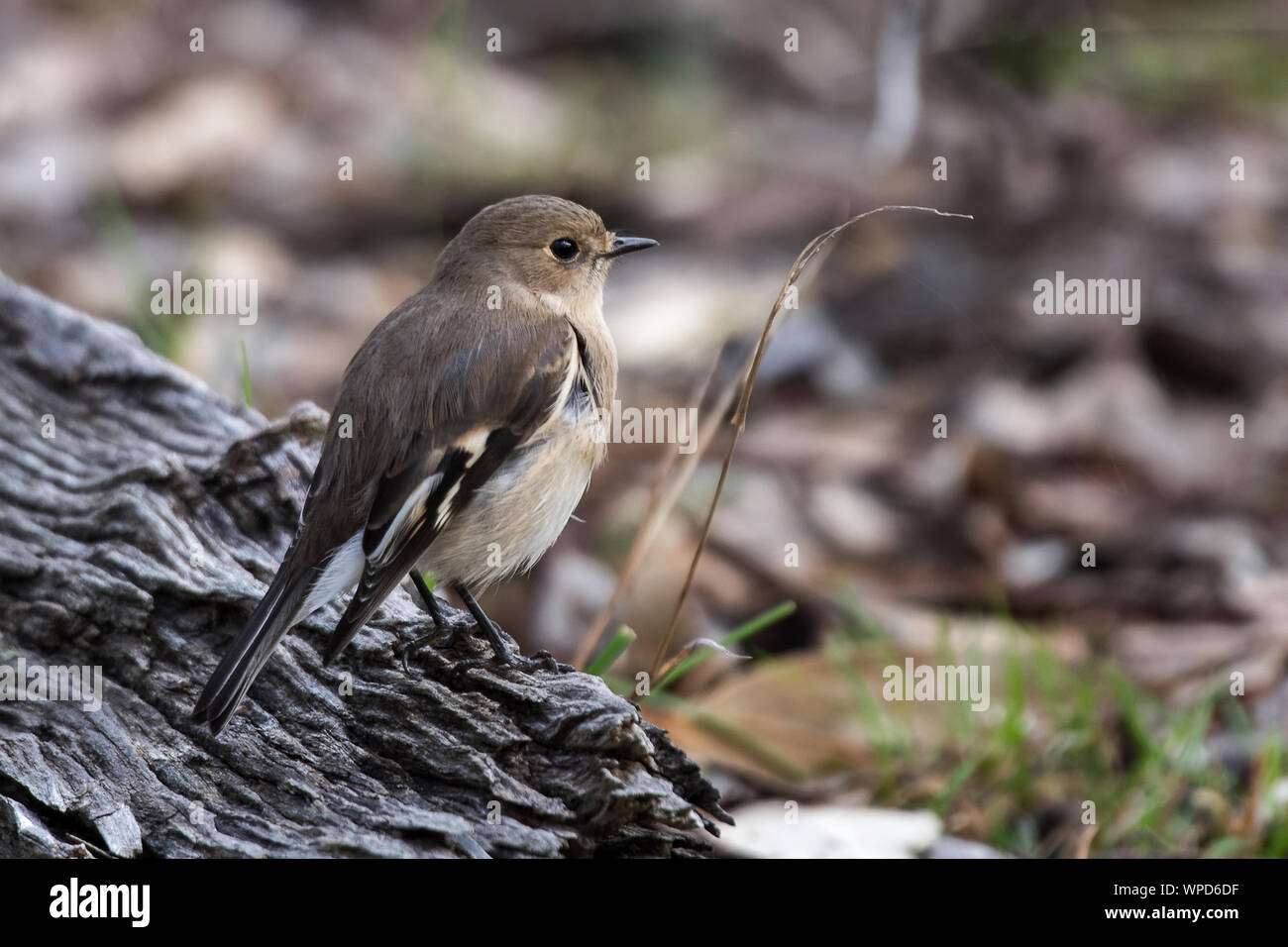 Female robin hi-res stock photography and images - Alamy