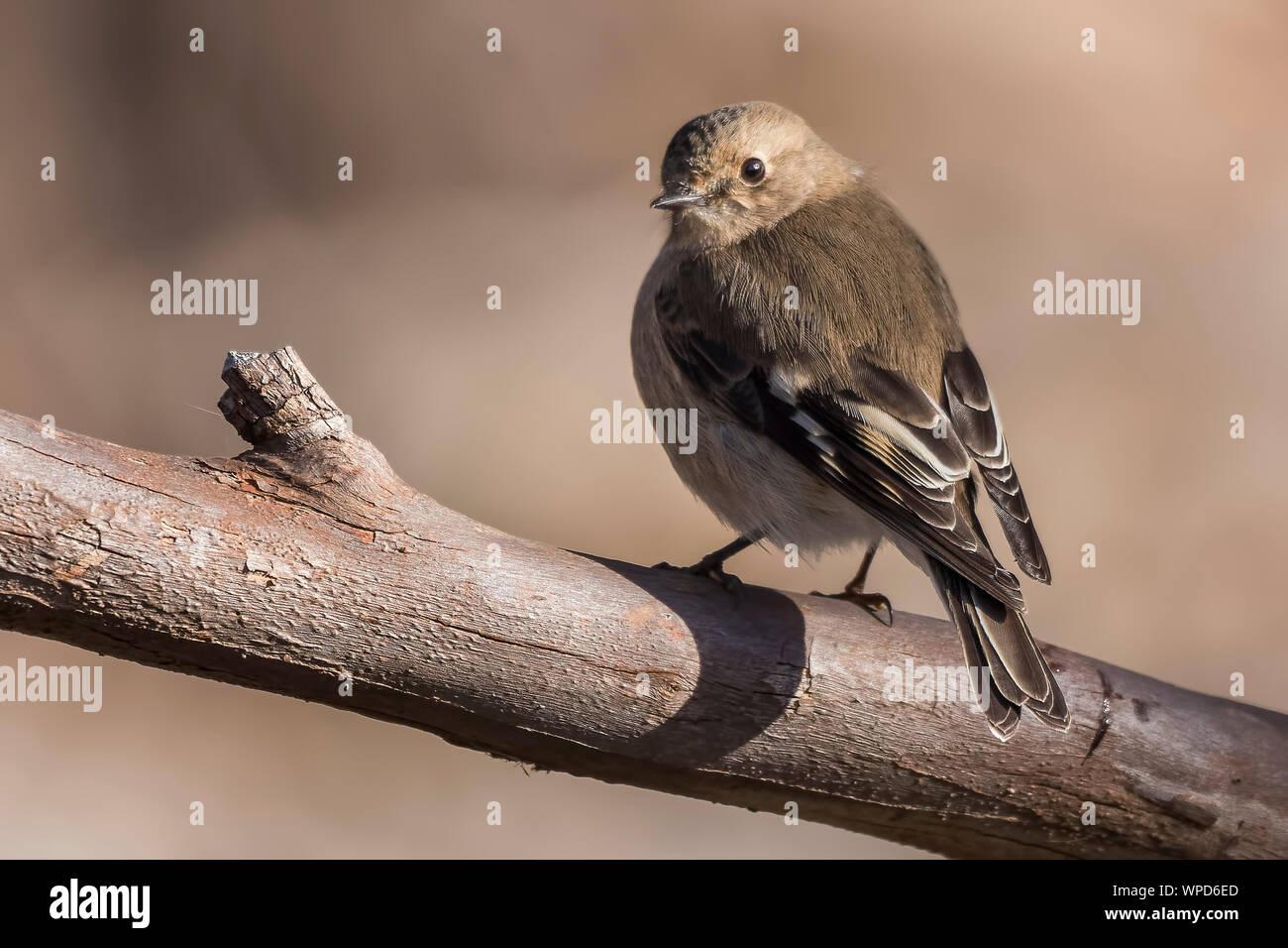 Female robin hi-res stock photography and images - Alamy