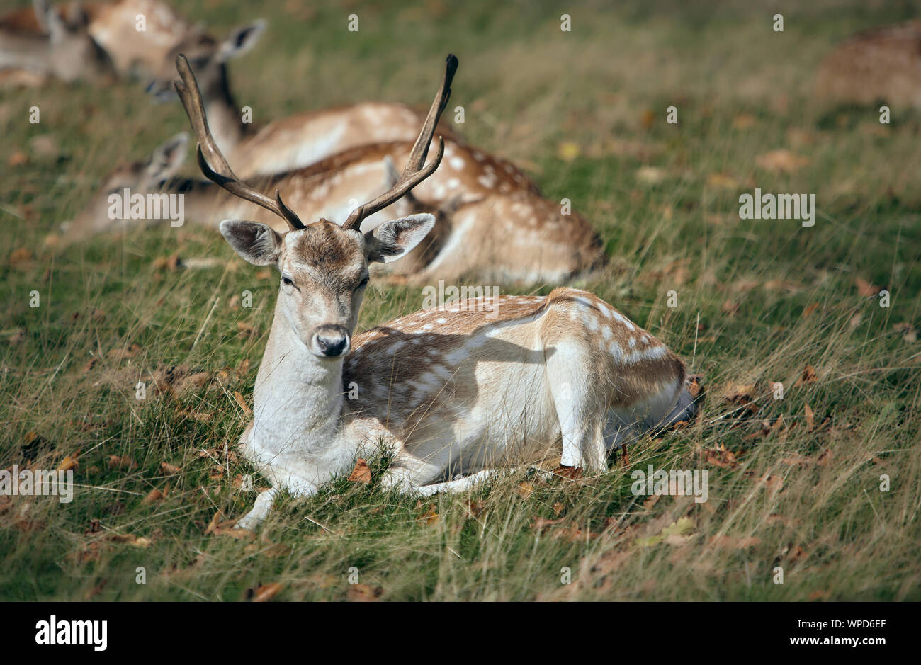 The deer located around Knole house in Knole Park a 1,000-acre (400 ...