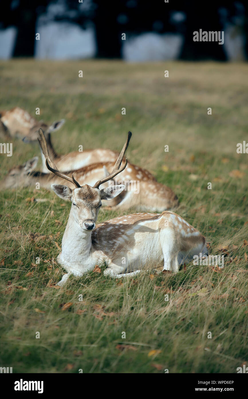 The deer located around Knole house in Knole Park a 1,000-acre (400 ...