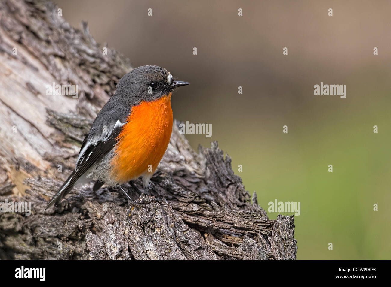 Male Flame Robin (Petroica phoenicea), Woodlands Historic Park ...