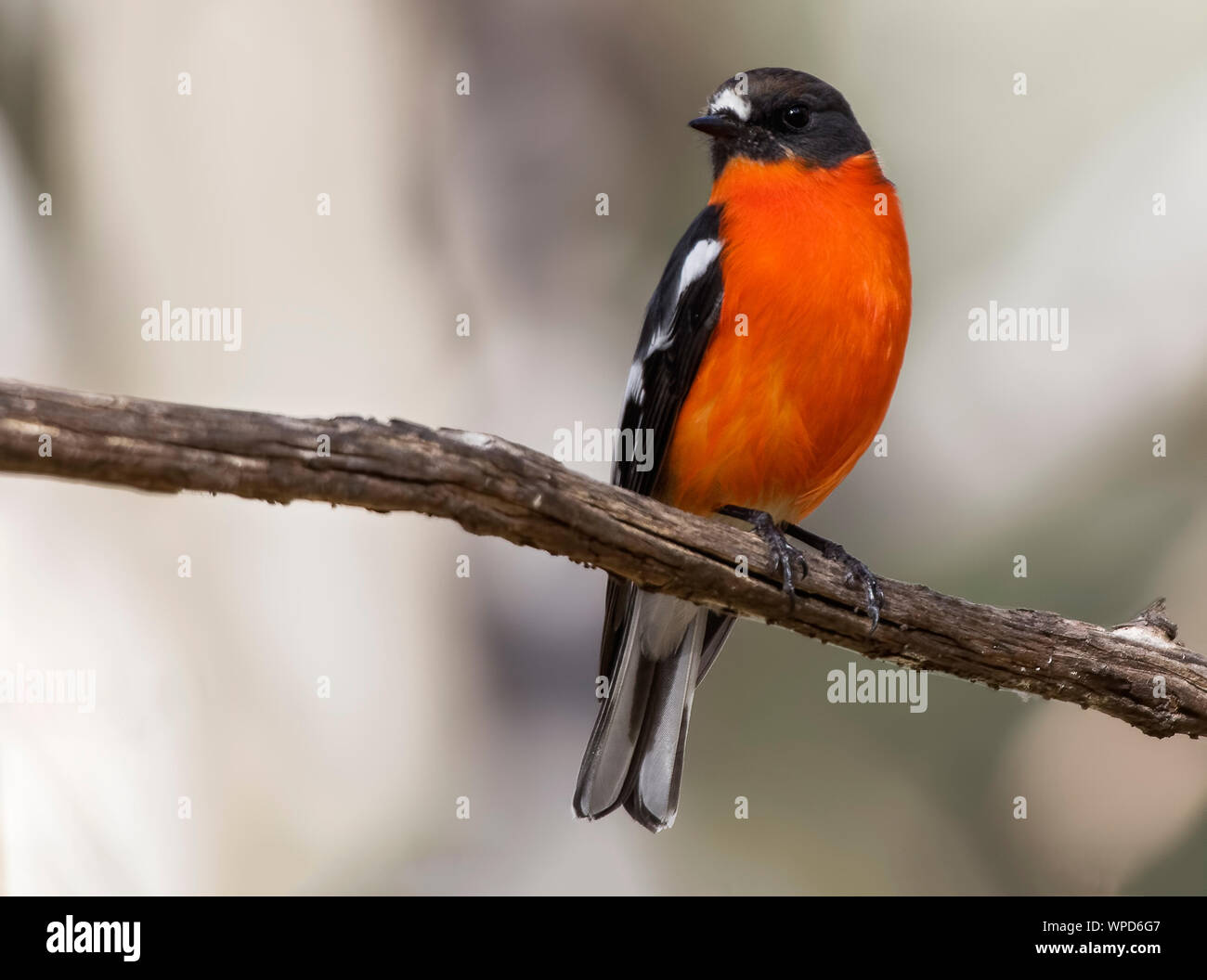 Male Flame Robin (Petroica phoenicea), Woodlands Historic Park ...