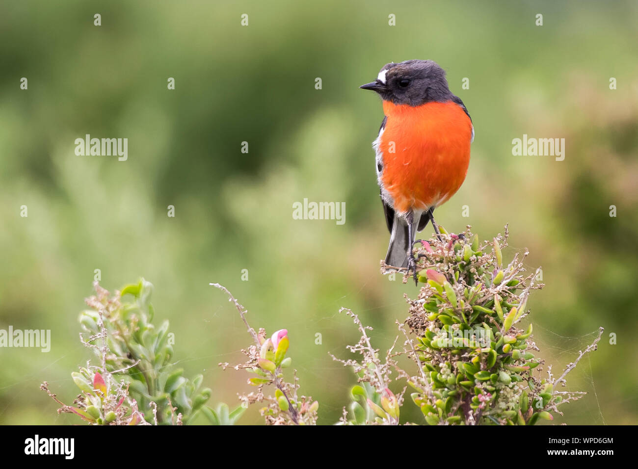 Male Flame Robin (Petroica phoenicea), Western Treatment Plant, Point ...