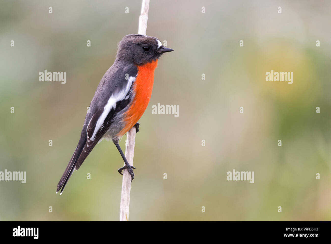 Male Flame Robin (Petroica phoenicea), Western Treatment Plant, Point ...