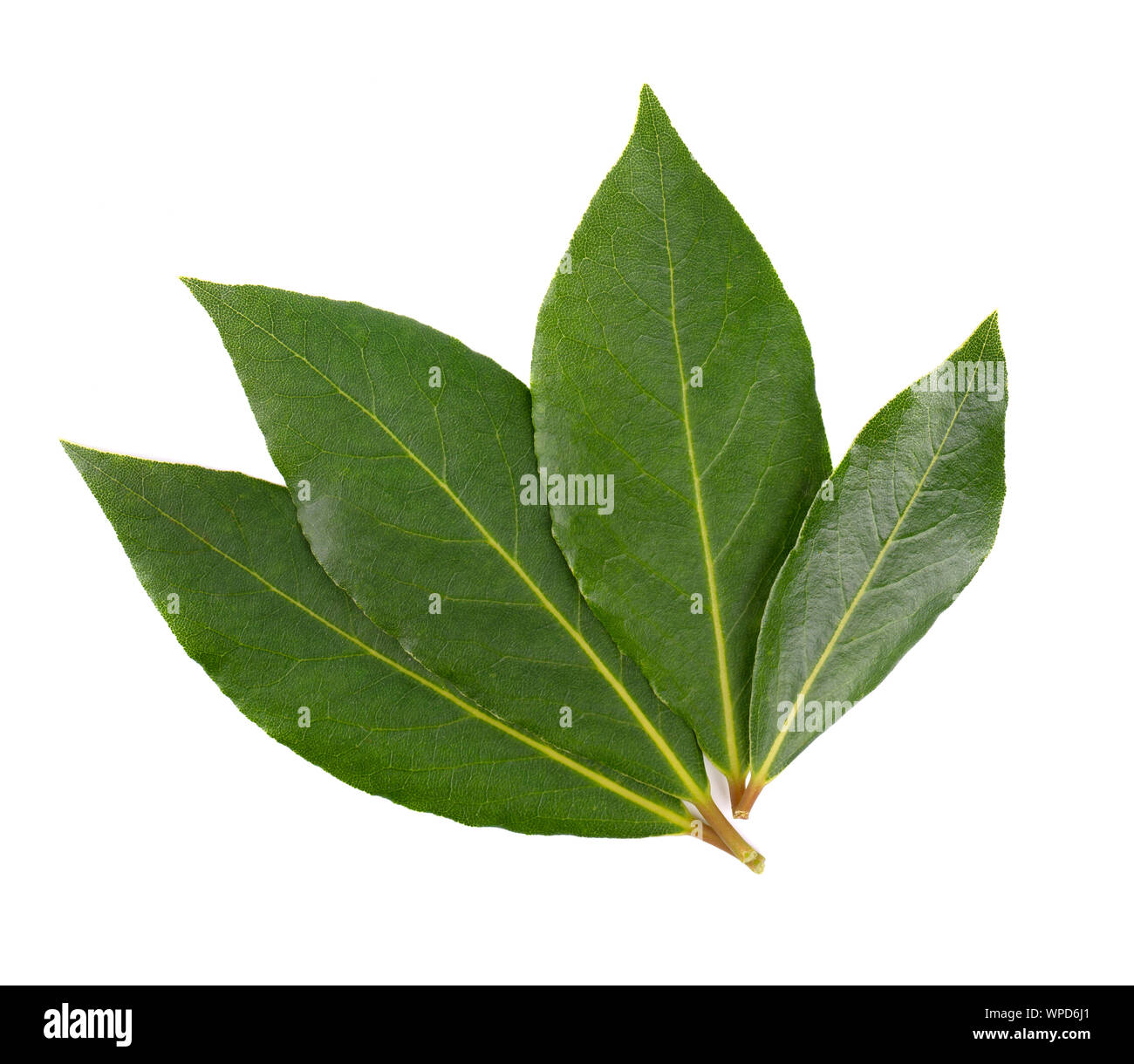 Fresh green leaves of bay leaf isolated on white background. Laurus ...
