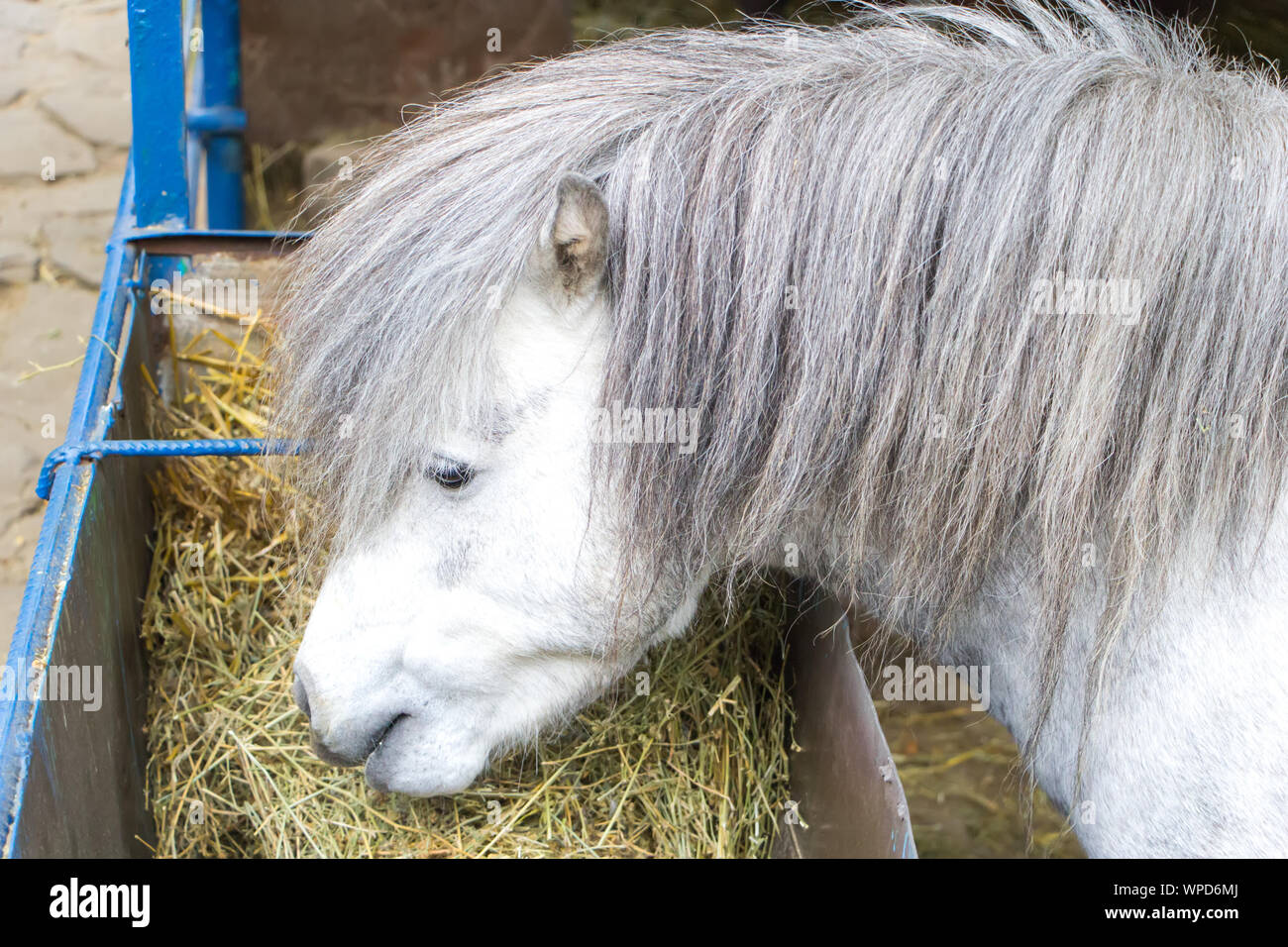 A white Shetland pony with a gray mane eats hay. Close up. View from ...