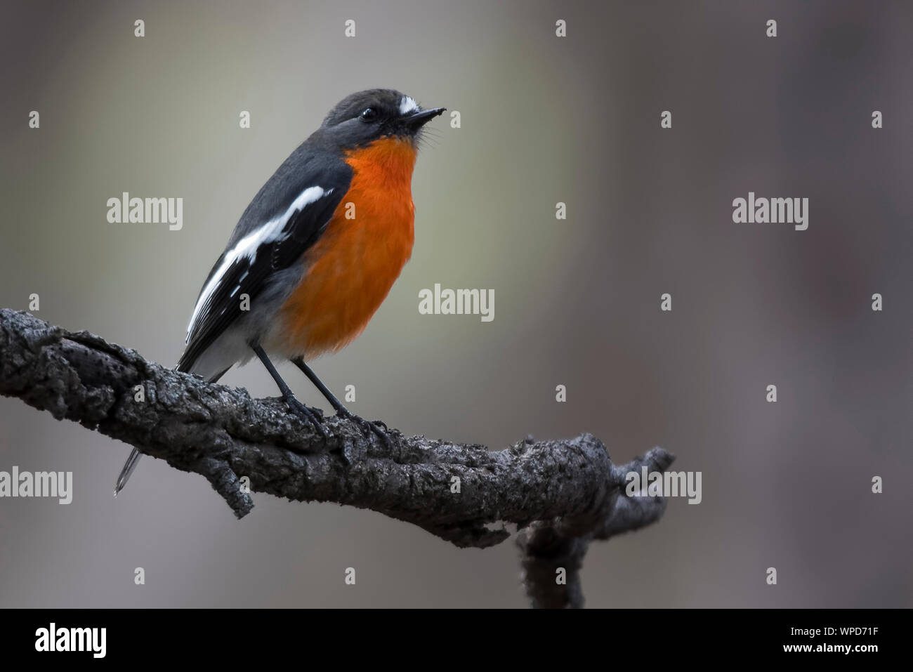 Male Flame Robin (Petroica phoenicea), Woodlands Historic Park ...