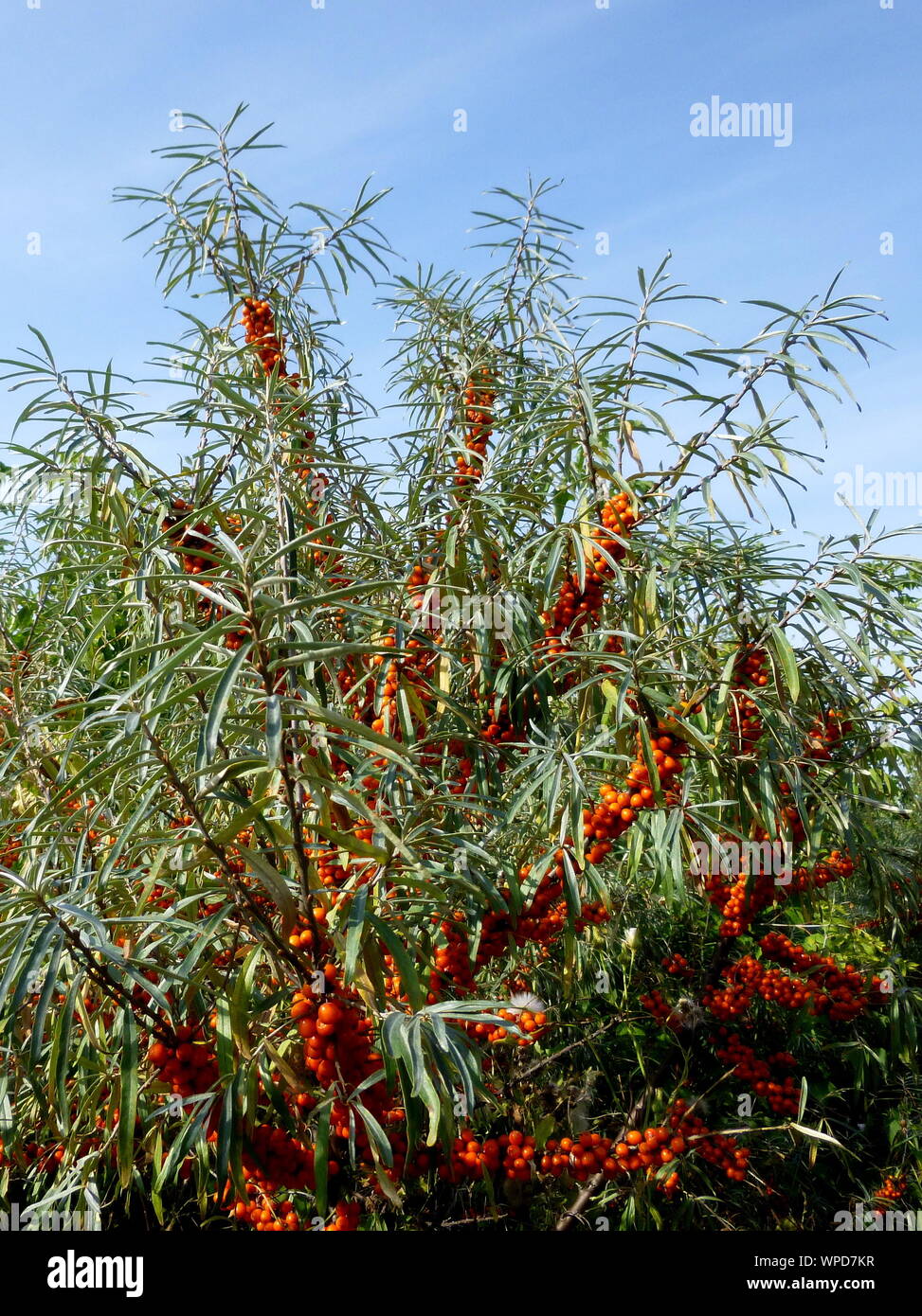 Thicket thorn hi-res stock photography and images - Alamy